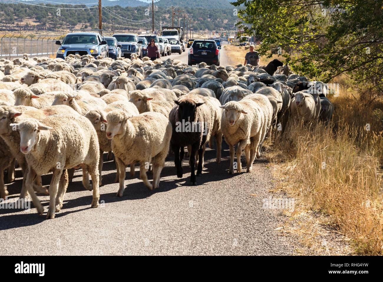 sheep being herded on a livestock corridor road Stock Photo - Alamy