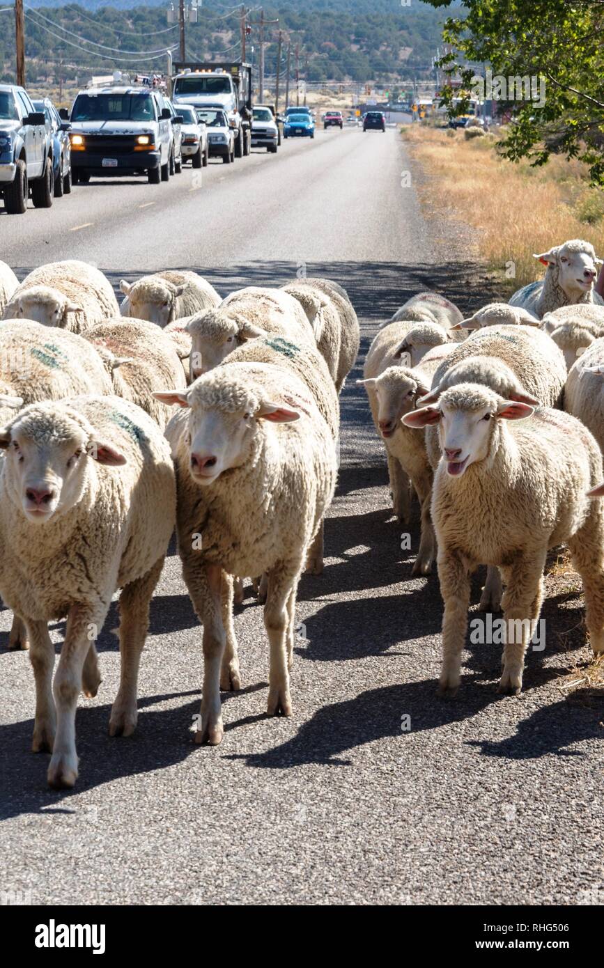 sheep being herded on a livestock corridor road Stock Photo - Alamy