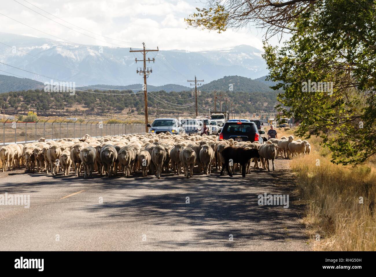 sheep being herded on a livestock corridor road Stock Photo - Alamy