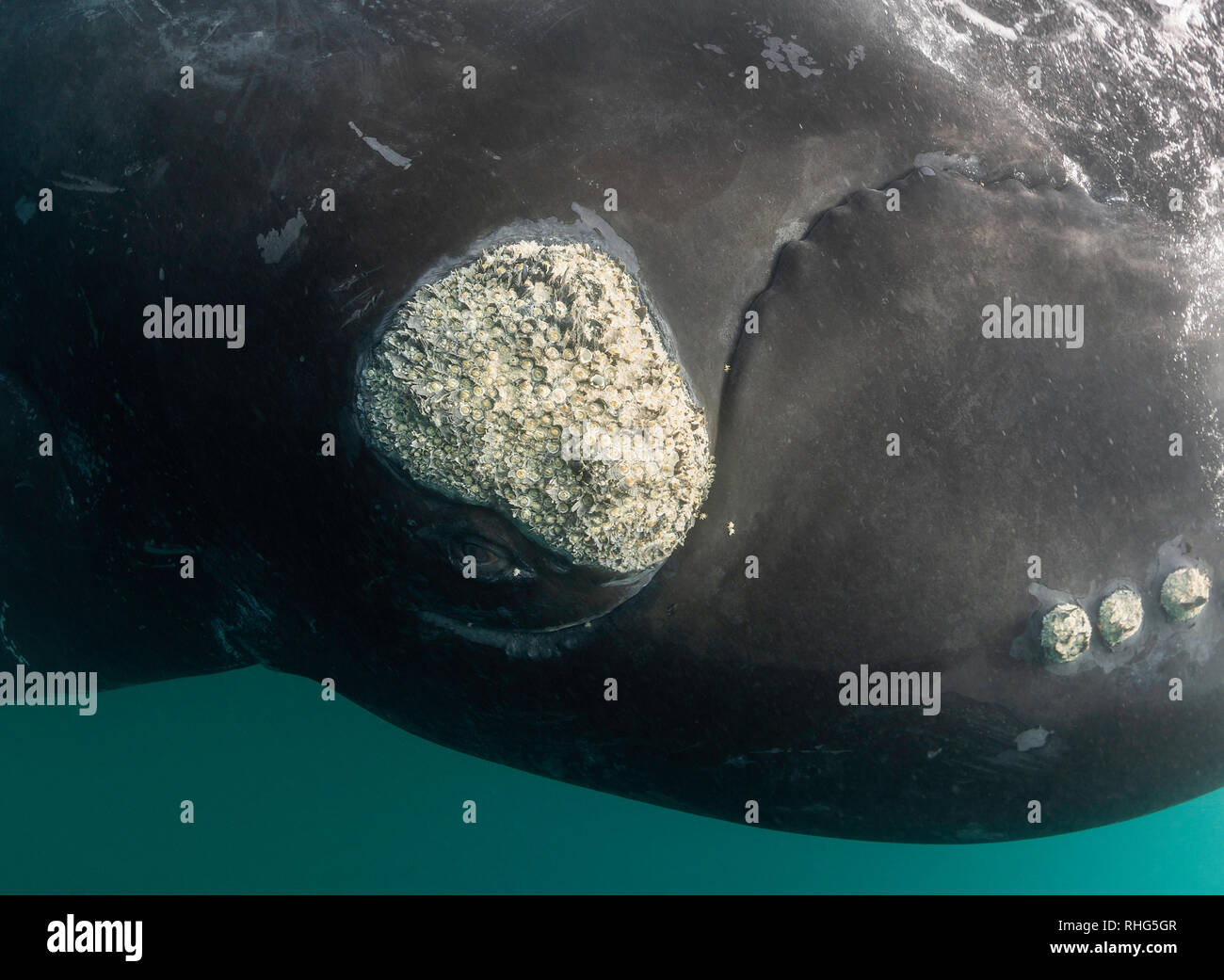 Whale eye close up hi-res stock photography and images - Alamy