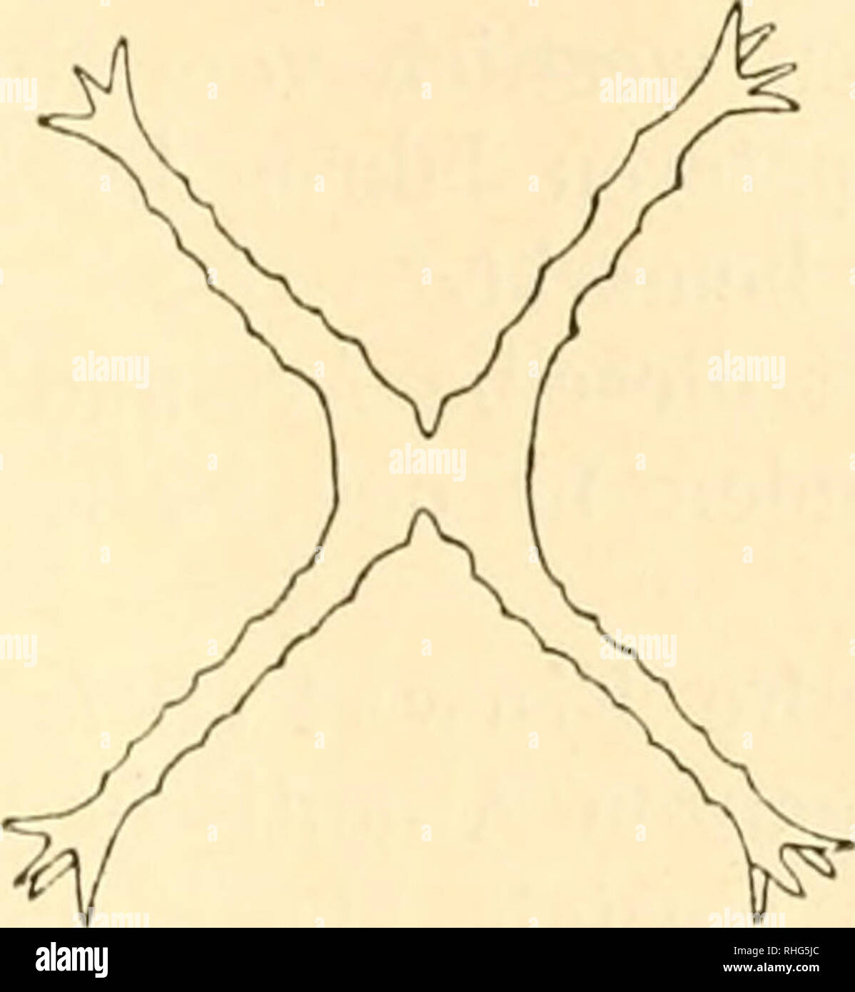 Bartenwale hi-res stock photography and images - Alamy