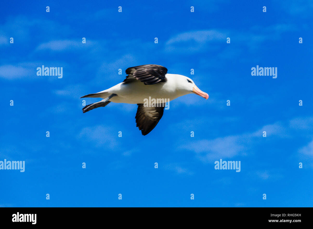 Black-Browed Albatross in Flight Stock Photo - Alamy