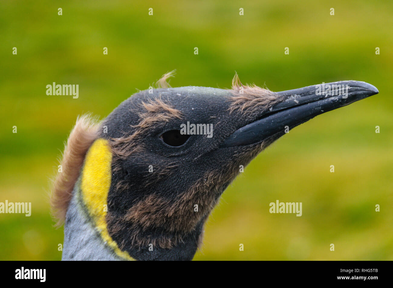 Baby emperor penguin closeup hi-res stock photography and images - Alamy