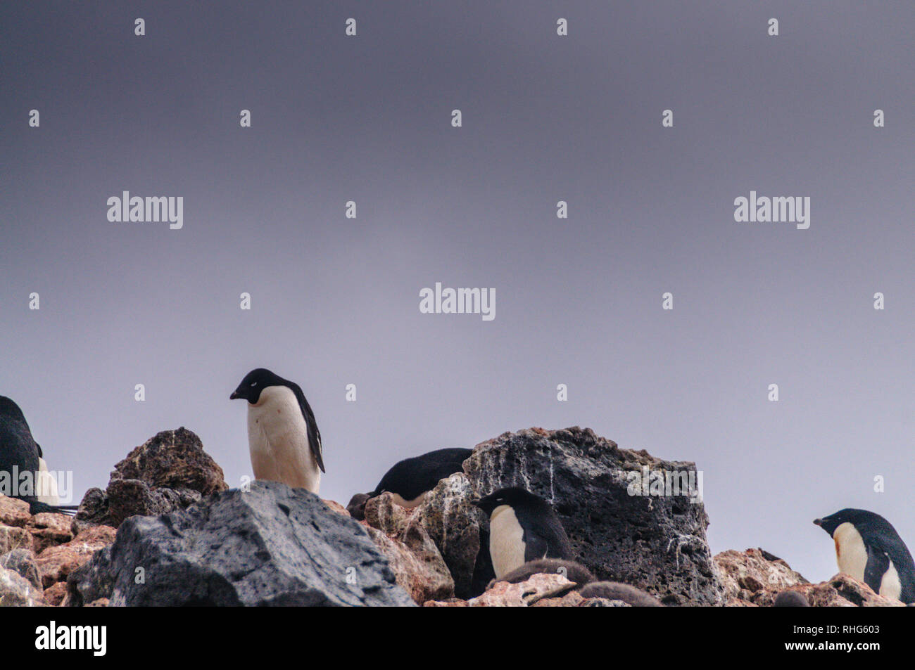 Penguins adelie colony iceberg background hi-res stock photography and ...