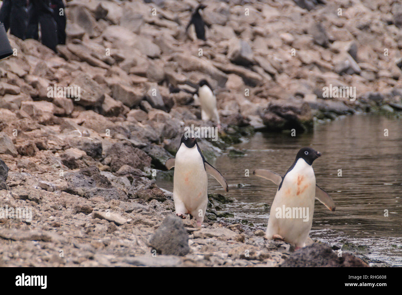 Penguins adelie colony iceberg background hi-res stock photography and ...