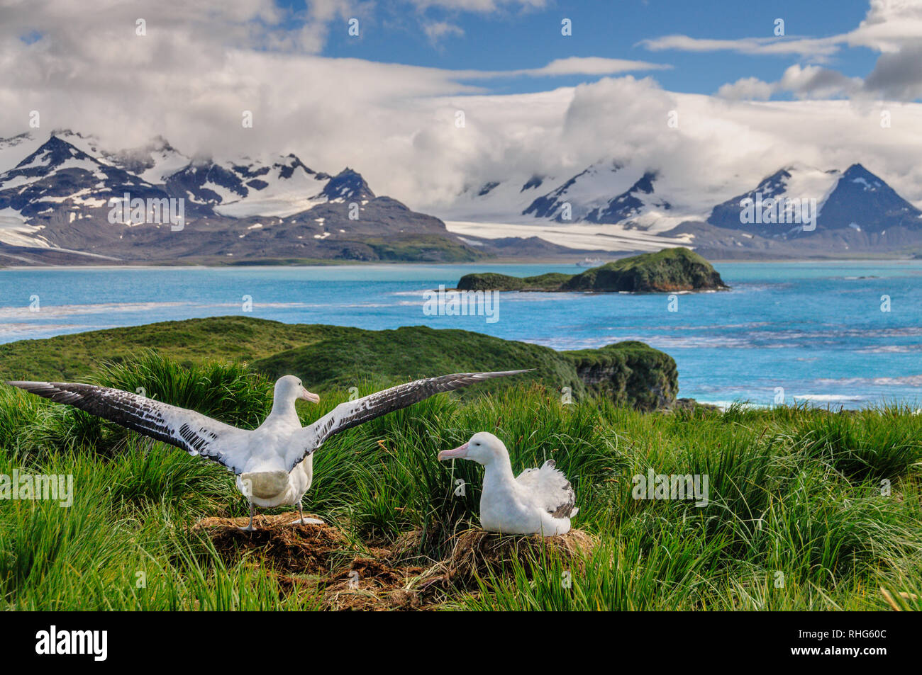 Albatross couple love hi-res stock photography and images - Alamy