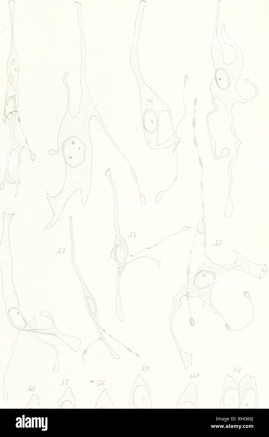 Gustaf retzius hi-res stock photography and images - Alamy