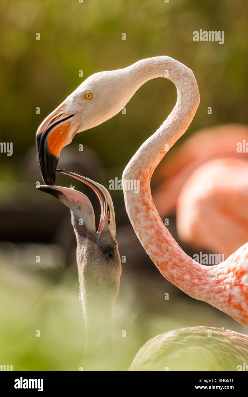 Baby flamingo isolated hi-res stock photography and images - Alamy