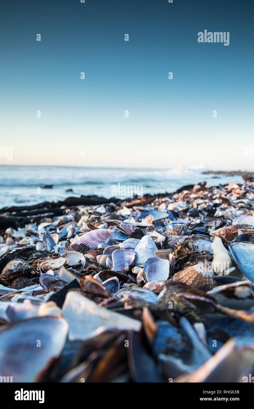 Shells africa hi-res stock photography and images - Alamy