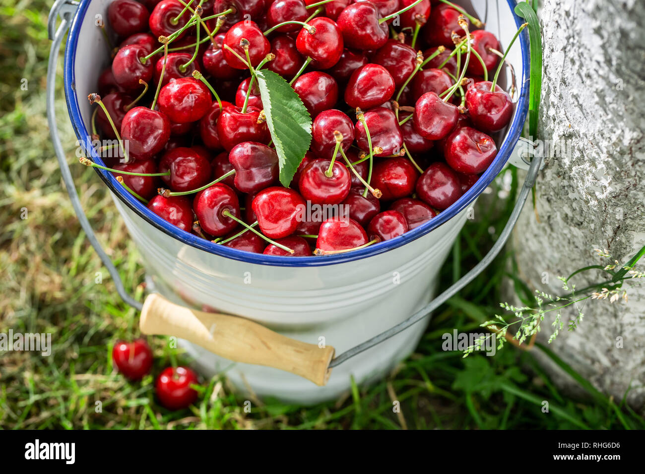Healthy sweet cherries in the white bucket Stock Photo - Alamy