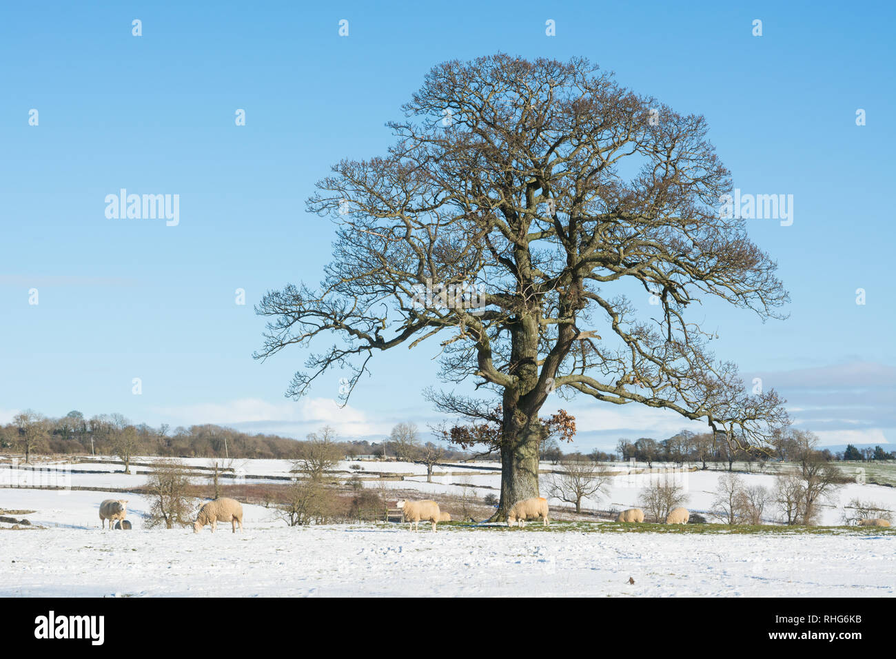 Sheep under an oak tree in the snow Stock Photo - Alamy