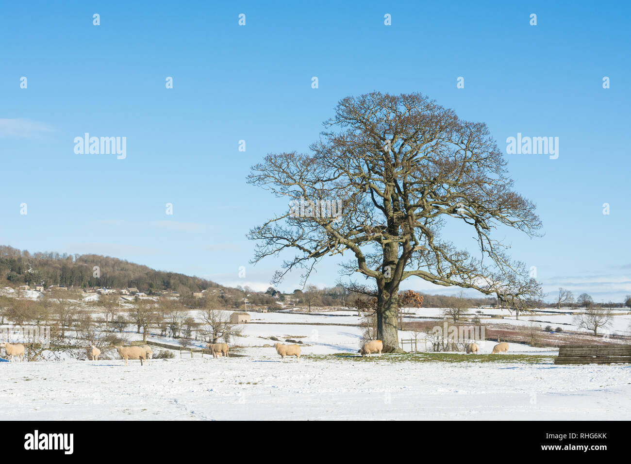 Sheep under an oak tree in the snow Stock Photo - Alamy