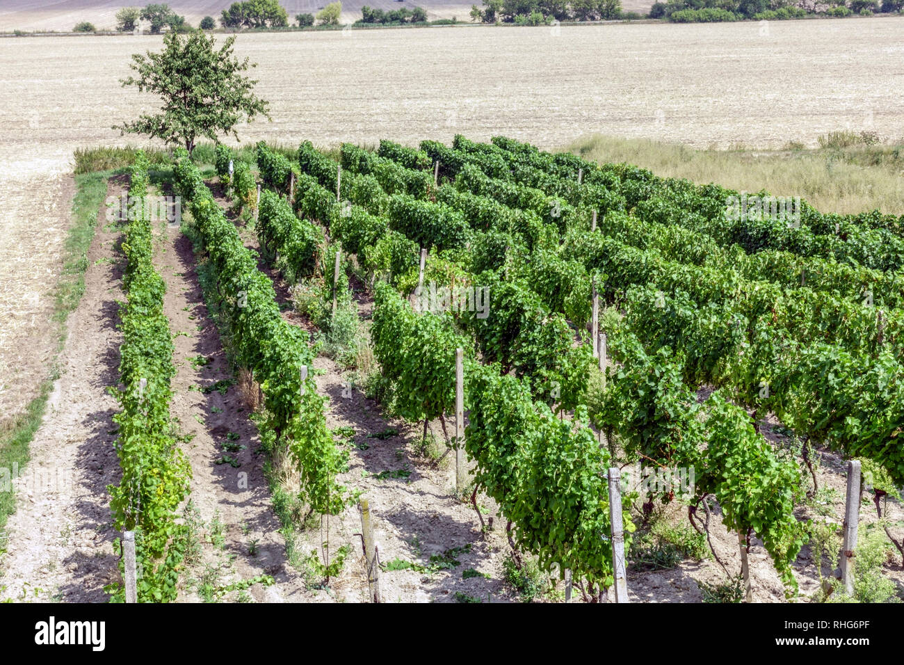 Small vineyard hi-res stock photography and images - Alamy