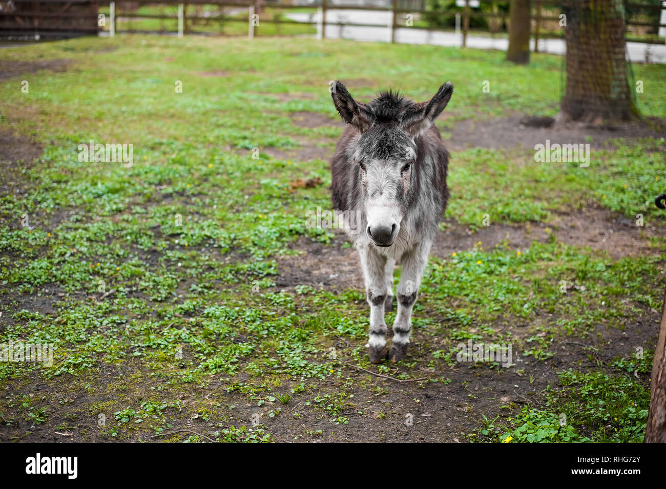 Animals in captivity. Donkey live in their aviary in an outdoor zoo in ...