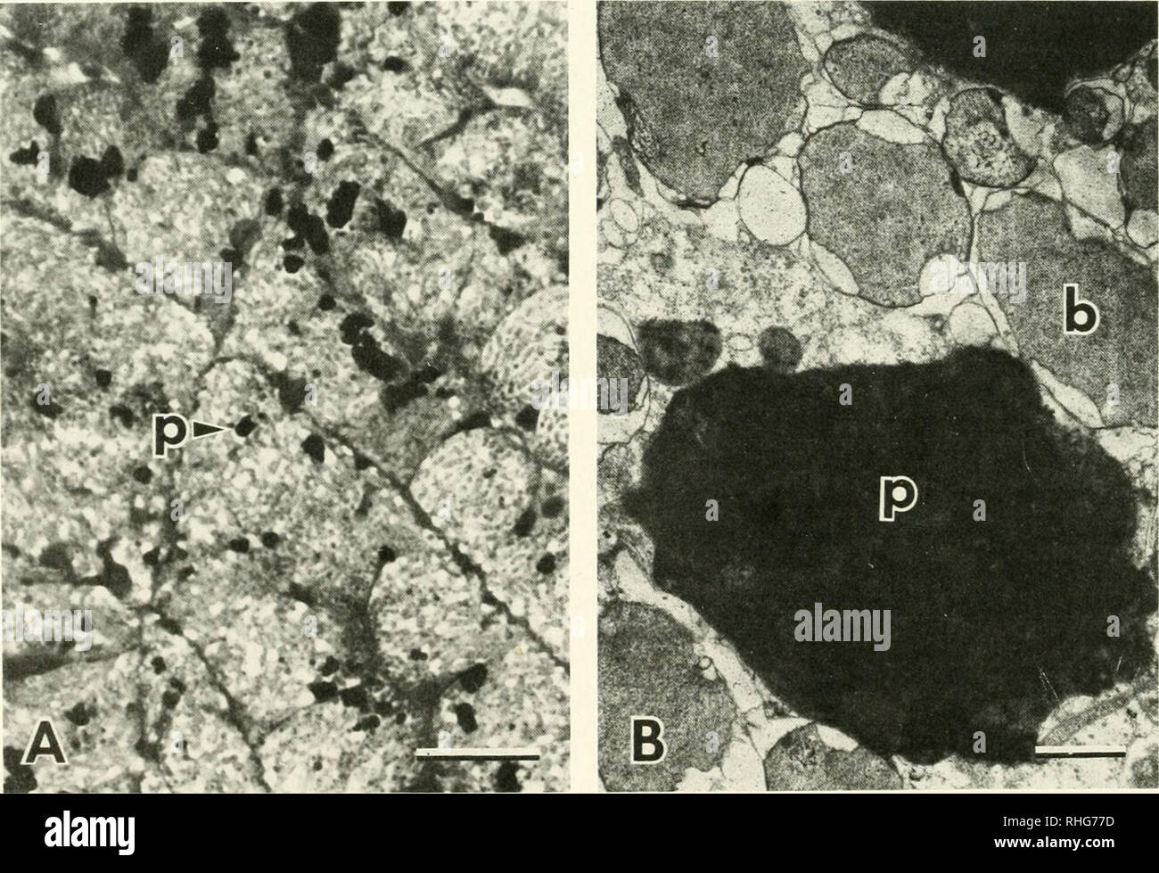 Bacterial cells contain hi-res stock photography and images - Alamy