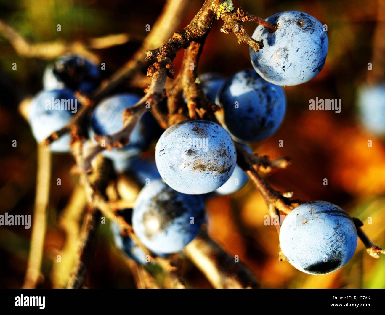 Sloe stone hi-res stock photography and images - Alamy