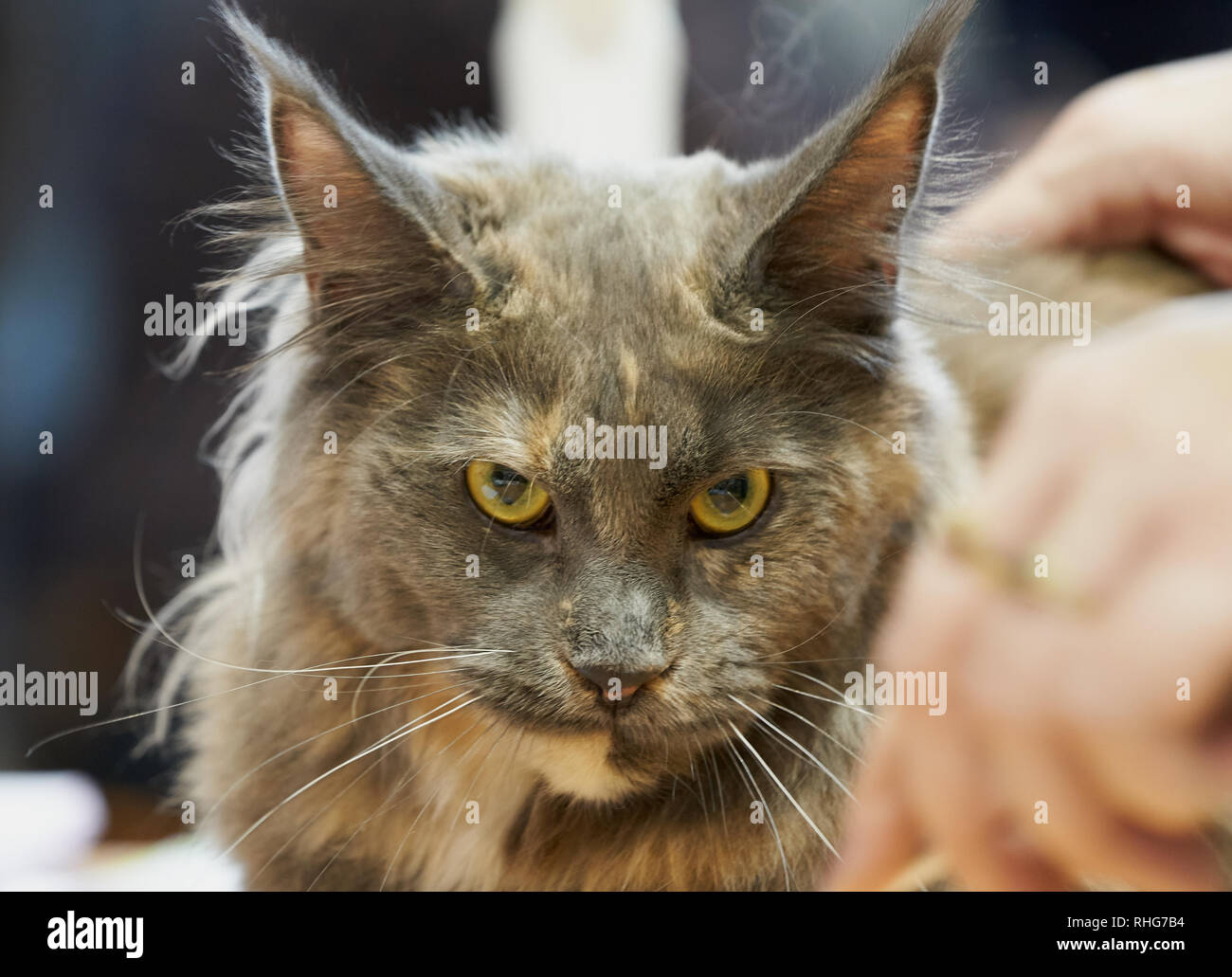 Hairy cat hi-res stock photography and images - Alamy