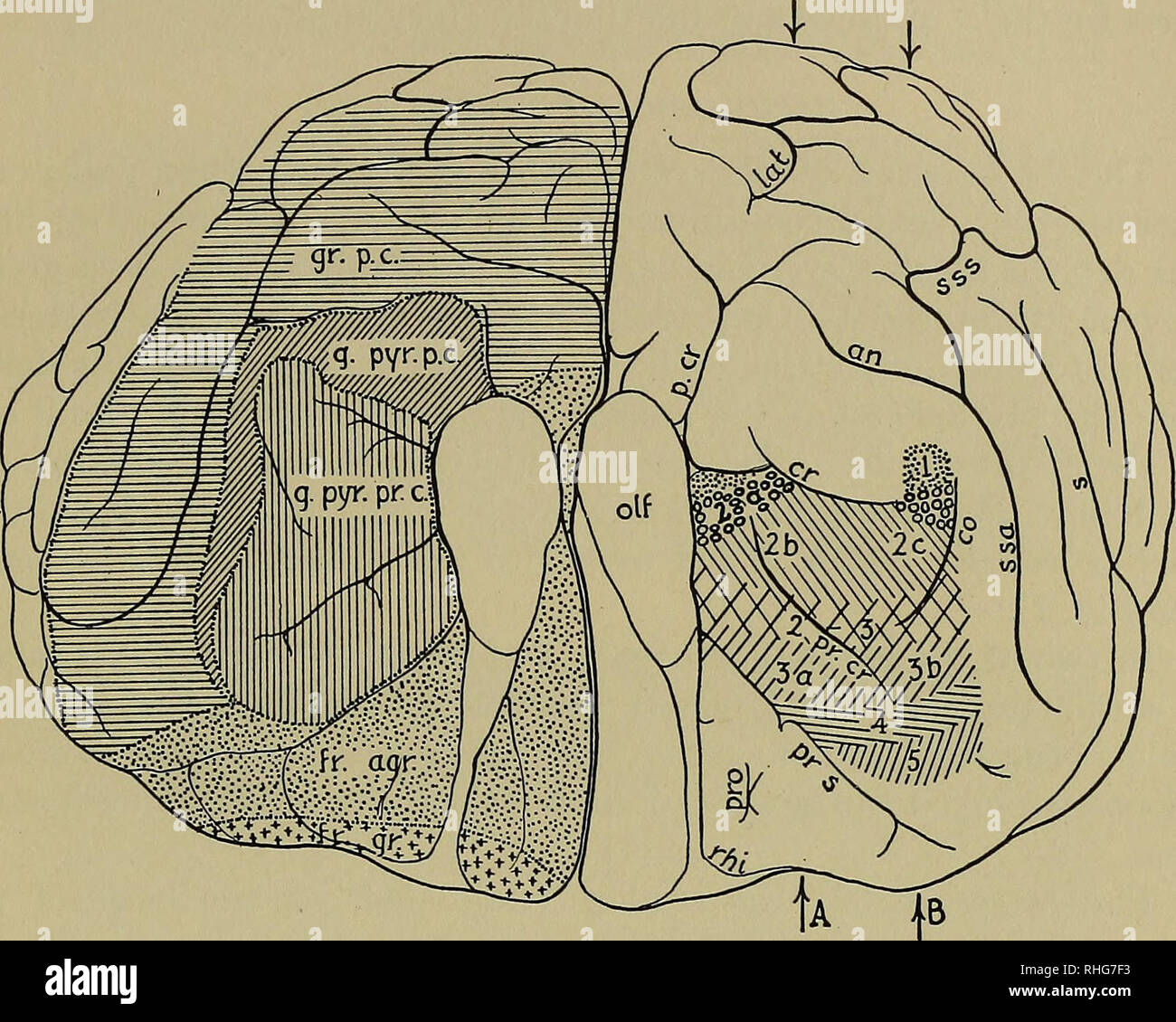 . The Biological bulletin. Biology; Zoology; Marine biology. STUDY OF ...