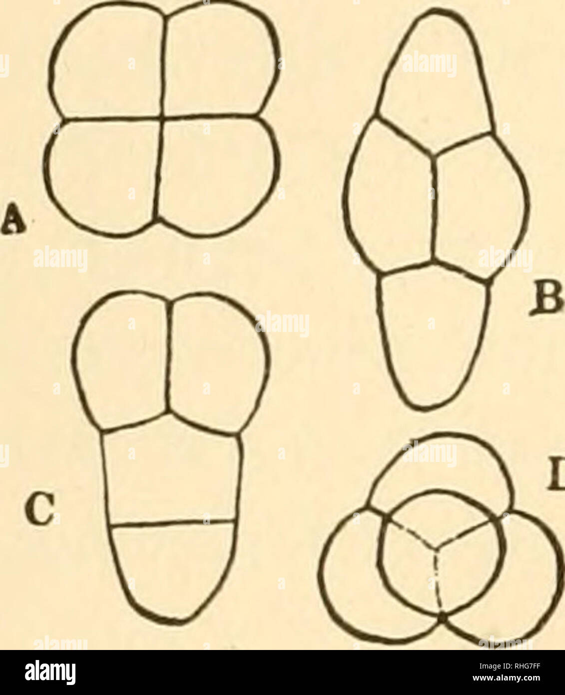 . Biological lectures delivered at the Marine Biological Laboratory of ...