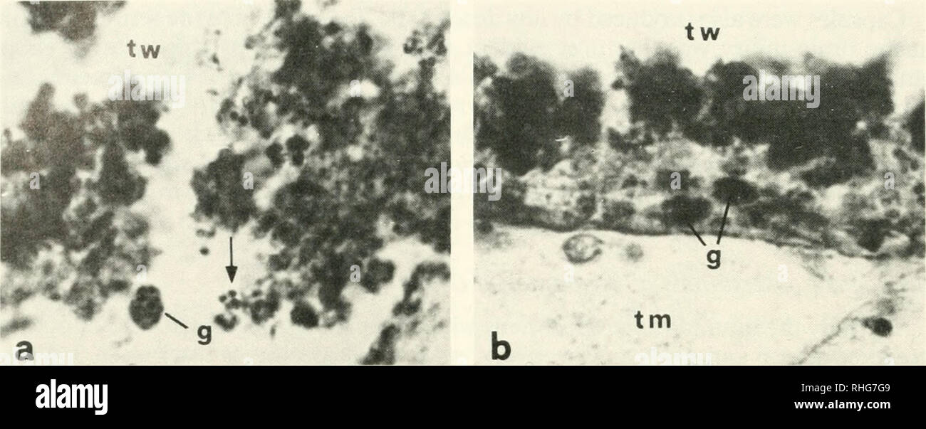 . The Biological bulletin. Biology; Zoology; Biology; Marine Biology ...
