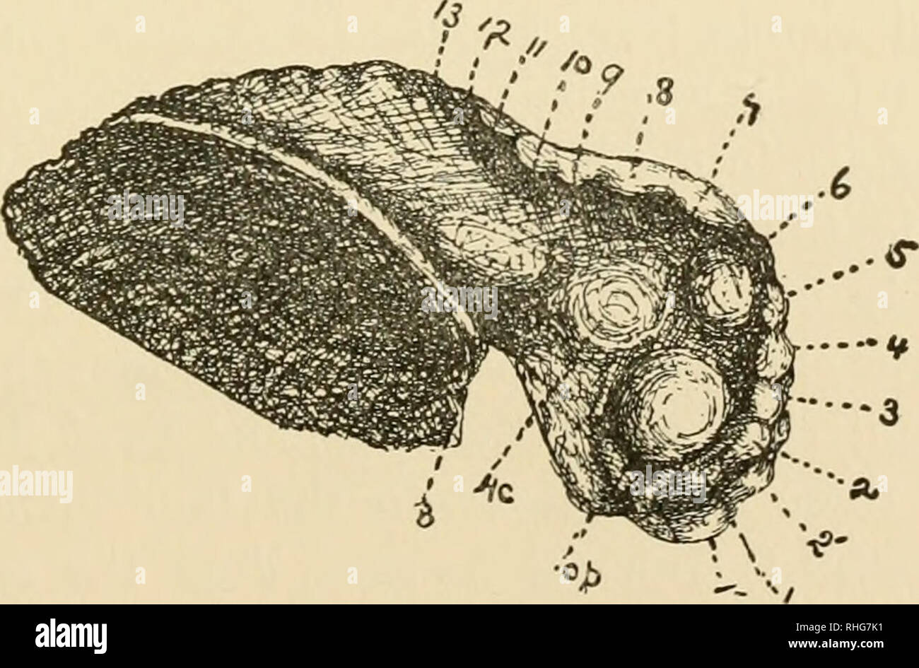 . Biological lectures delivered at the Marine Biological Laboratory of ...