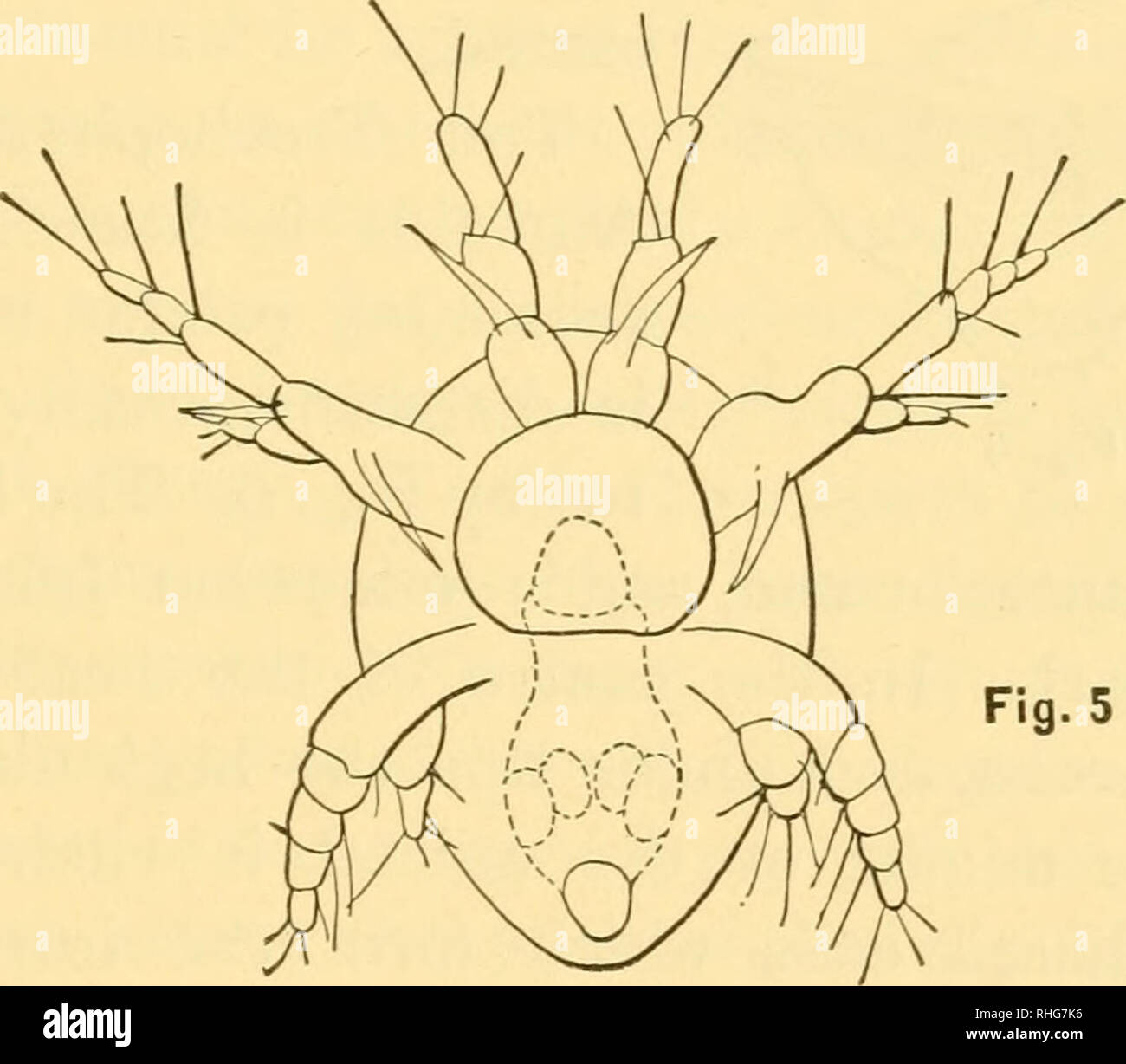 Pantopod hi-res stock photography and images - Alamy