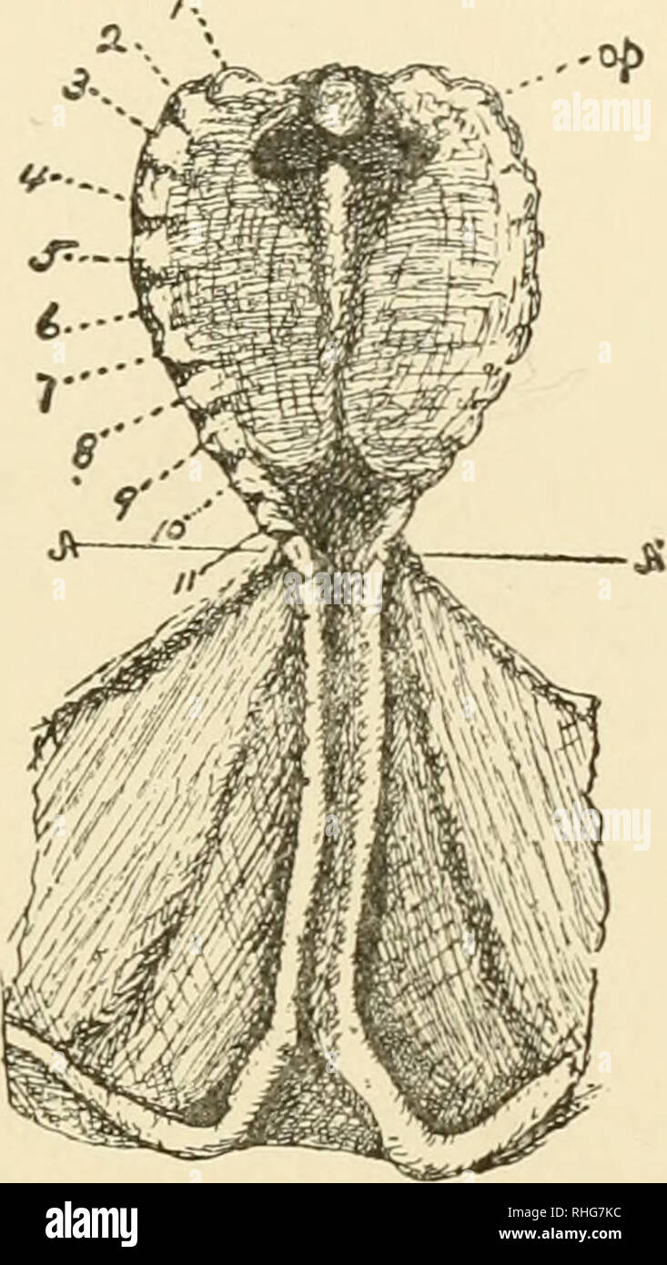 . Biological lectures delivered at the Marine Biological Laboratory of ...