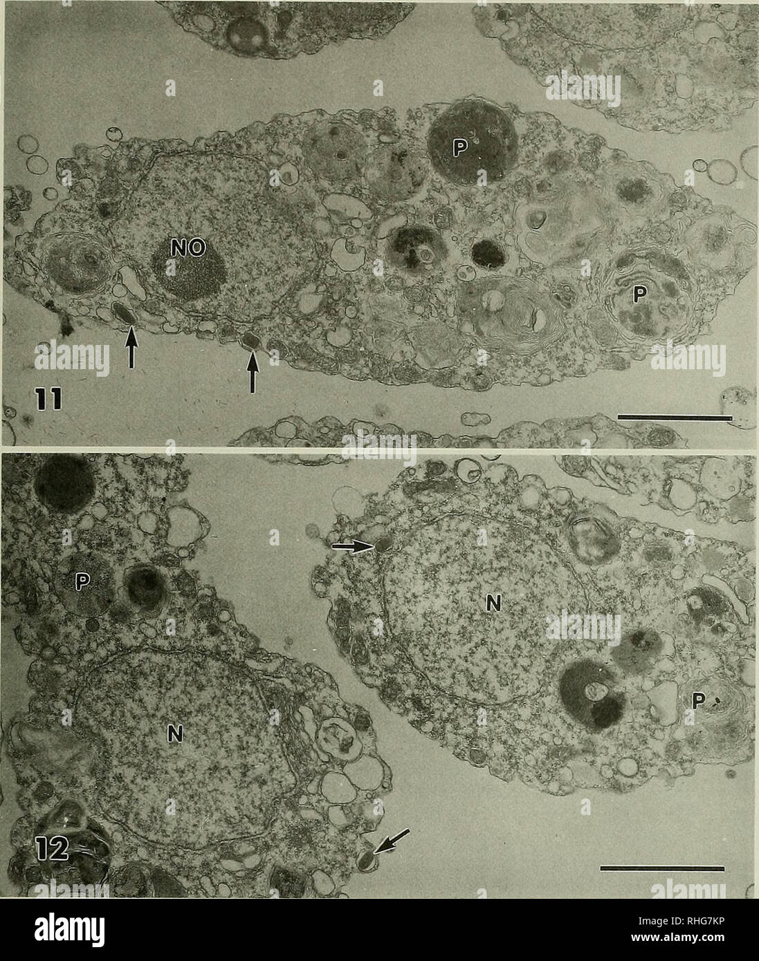 . The Biological bulletin. Biology; Zoology; Marine biology. SPONGE ...