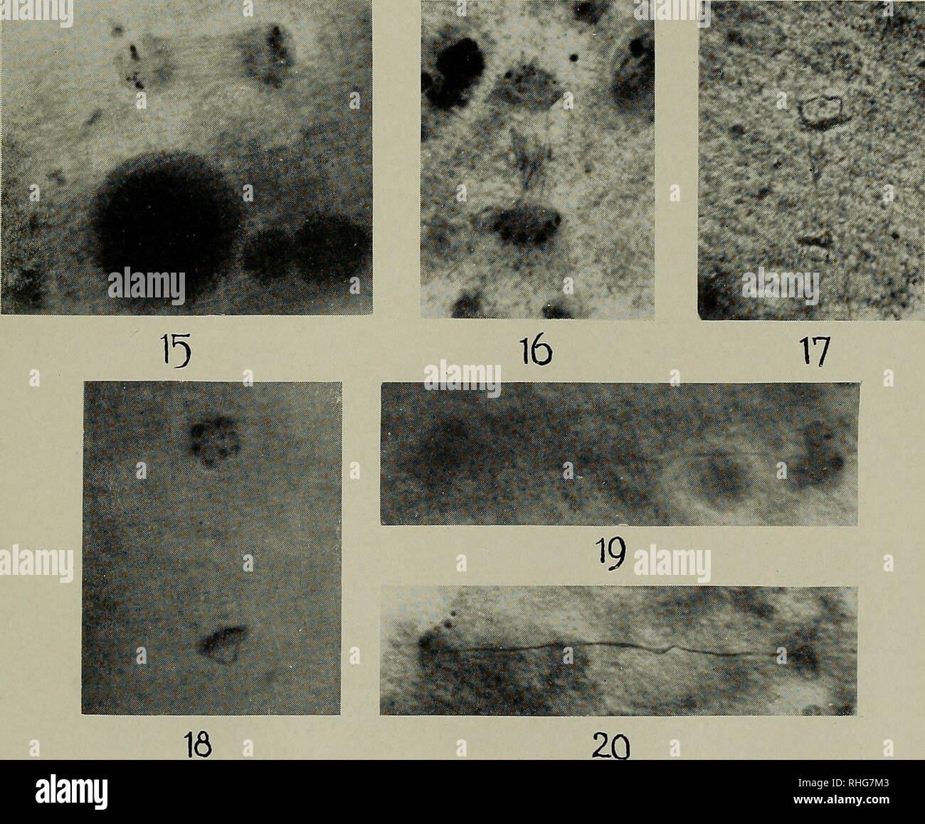 . The Biological bulletin. Biology; Zoology; Marine biology. 12 13b 14 ...