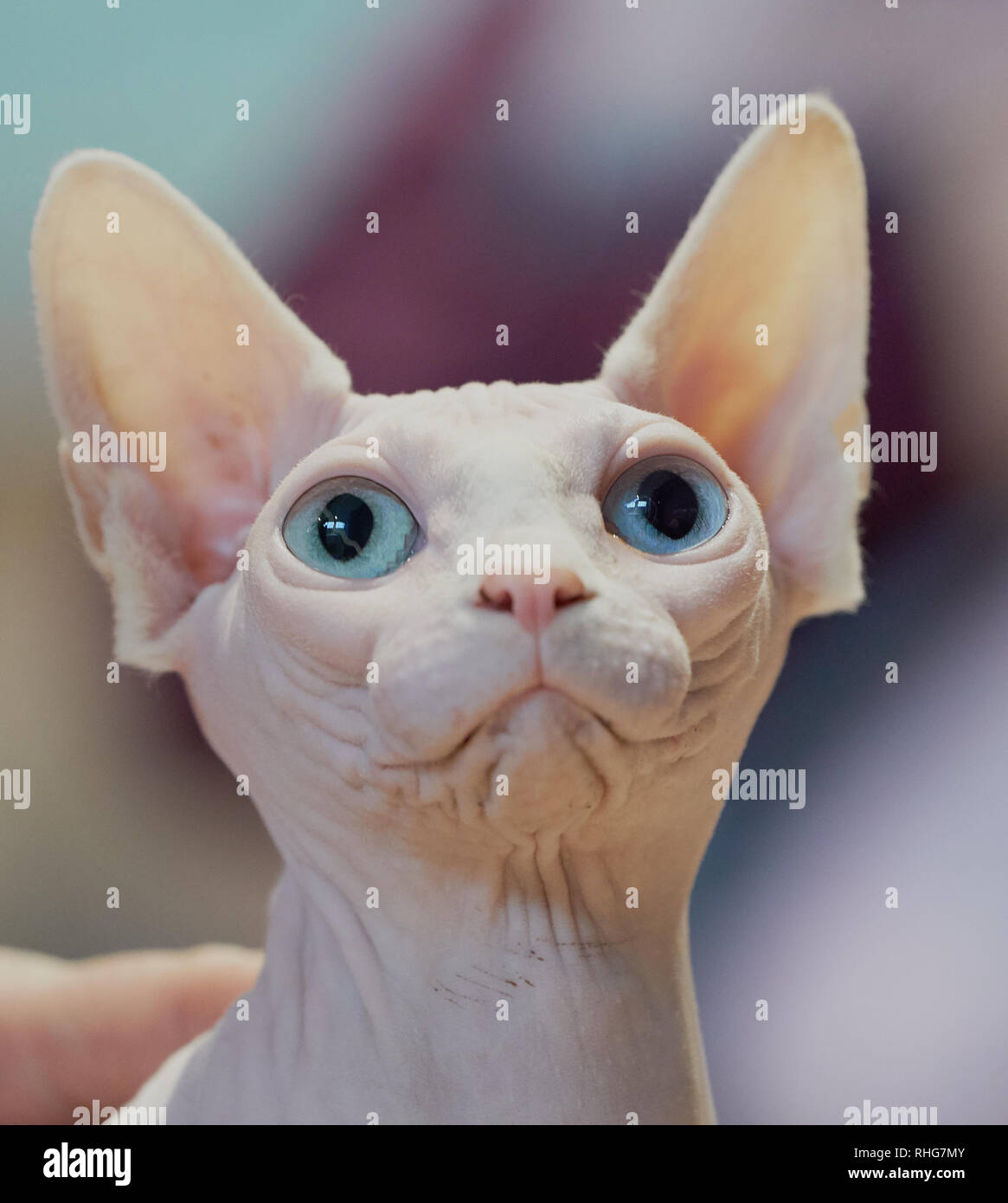 White hairless cat portrait Stock Photo - Alamy