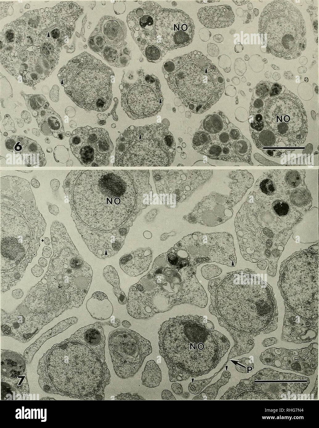 . The Biological bulletin. Biology; Zoology; Marine biology. 166 S ...