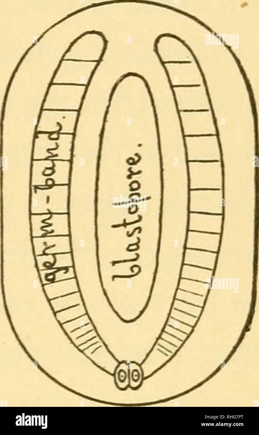 Annelid morphology hi-res stock photography and images - Alamy
