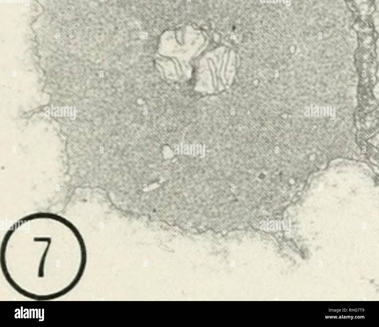 Relaxed cells hi-res stock photography and images - Alamy