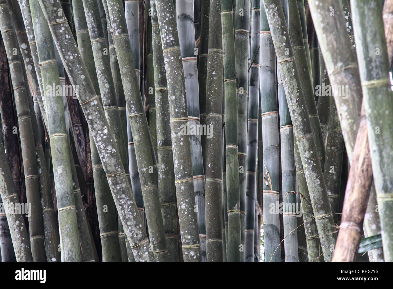 bamboo trunks in yellow and green Stock Photo - Alamy