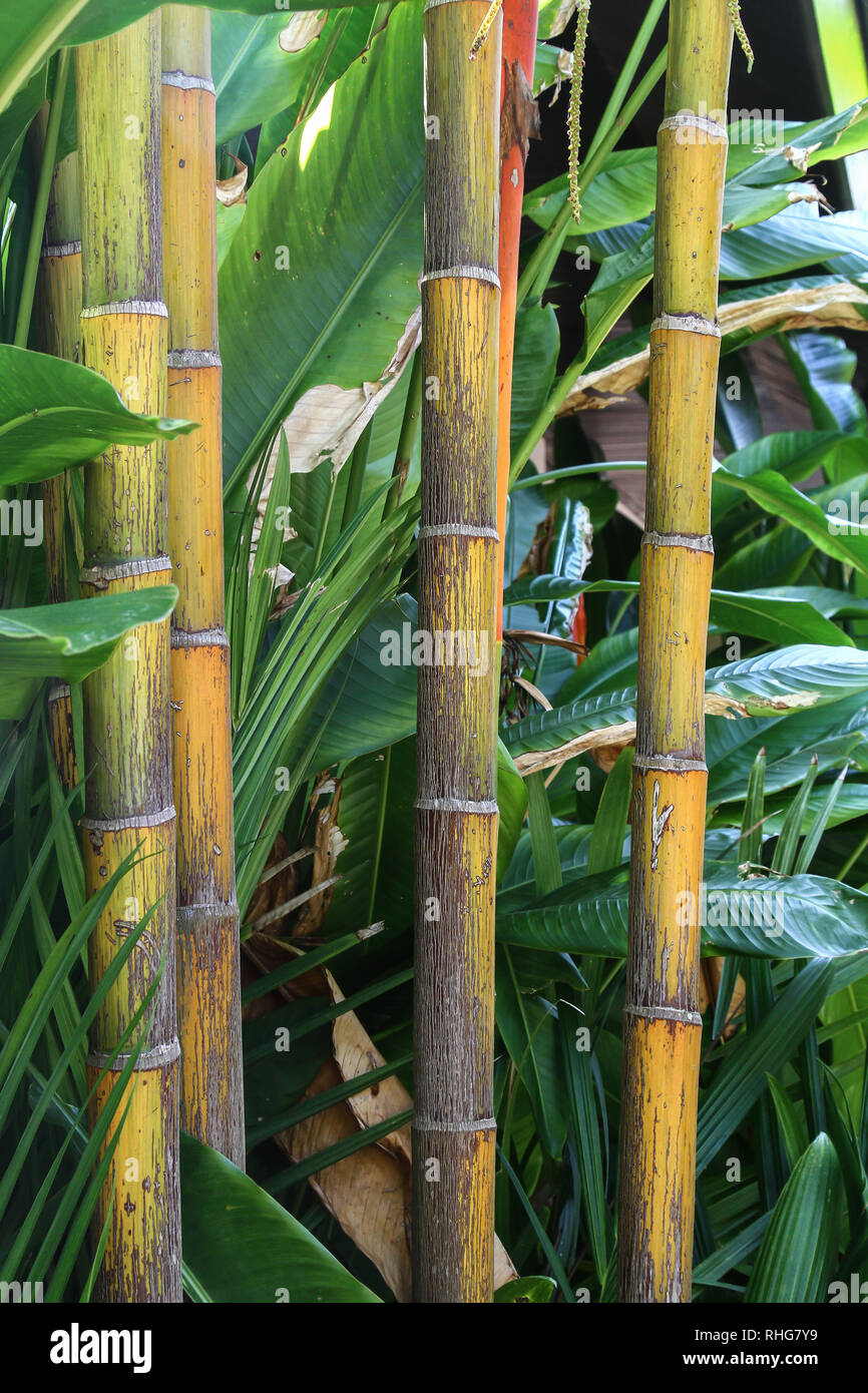 bamboo trunks in yellow and green Stock Photo - Alamy