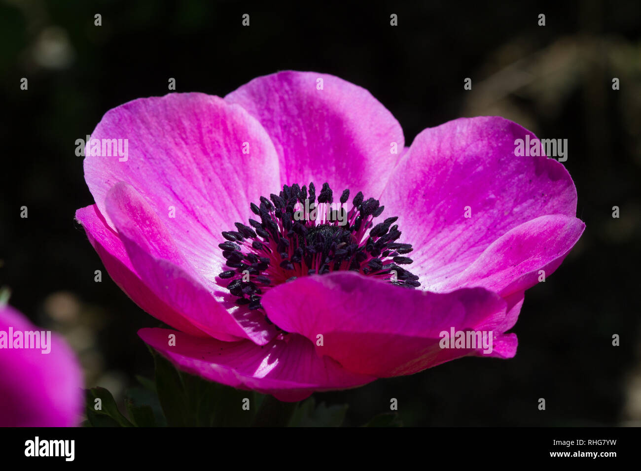 Garden in bloom hi-res stock photography and images - Alamy