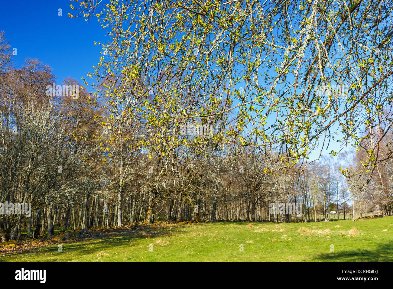 Leaf budding in a beautiful spring landscape Stock Photo - Alamy