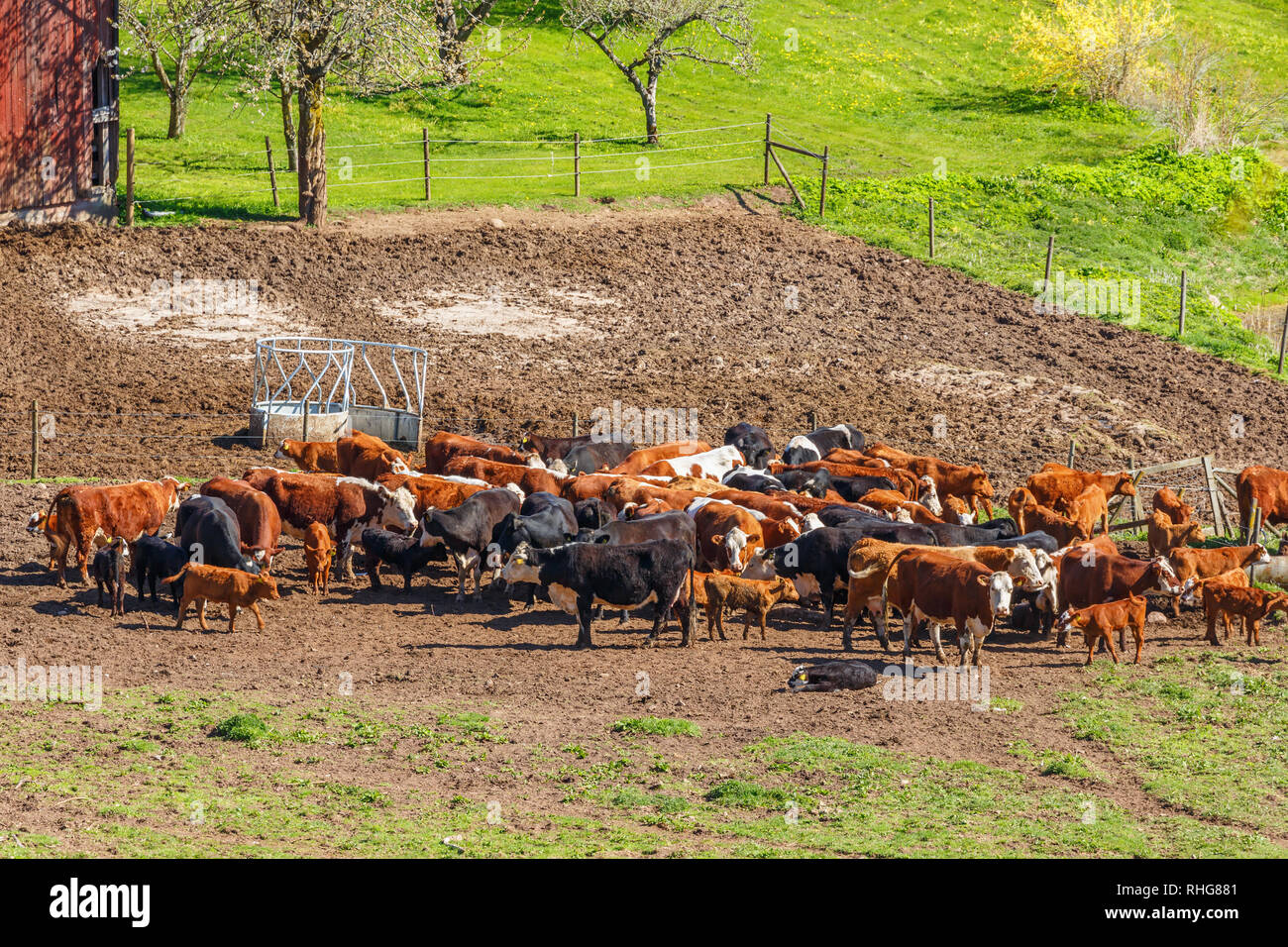 Beef cows in a pasture at a farm Stock Photo - Alamy