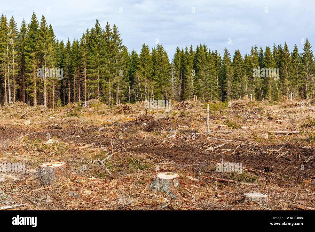 Tree stumps in a clear cutting Stock Photo - Alamy