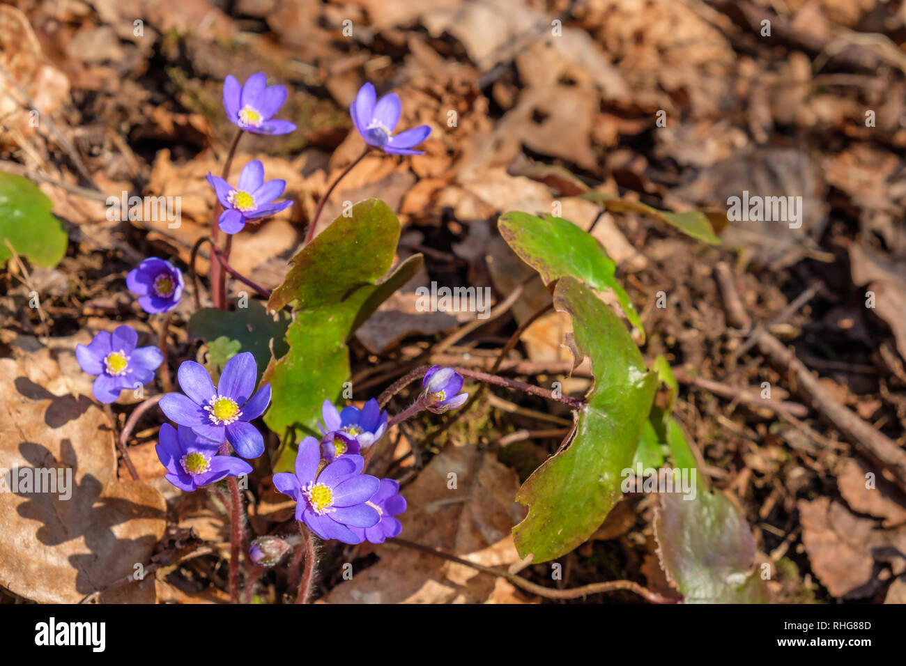 Liverleaf in spring hi-res stock photography and images - Alamy