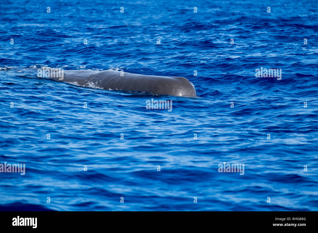 Sperm whale head hi-res stock photography and images - Alamy