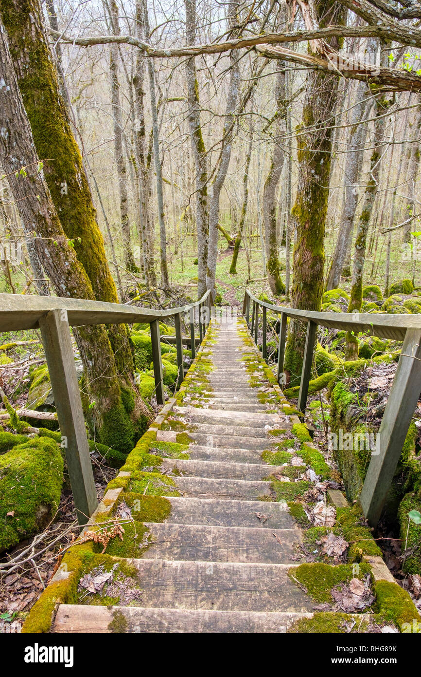 Rock stair trail in forest hi-res stock photography and images - Alamy