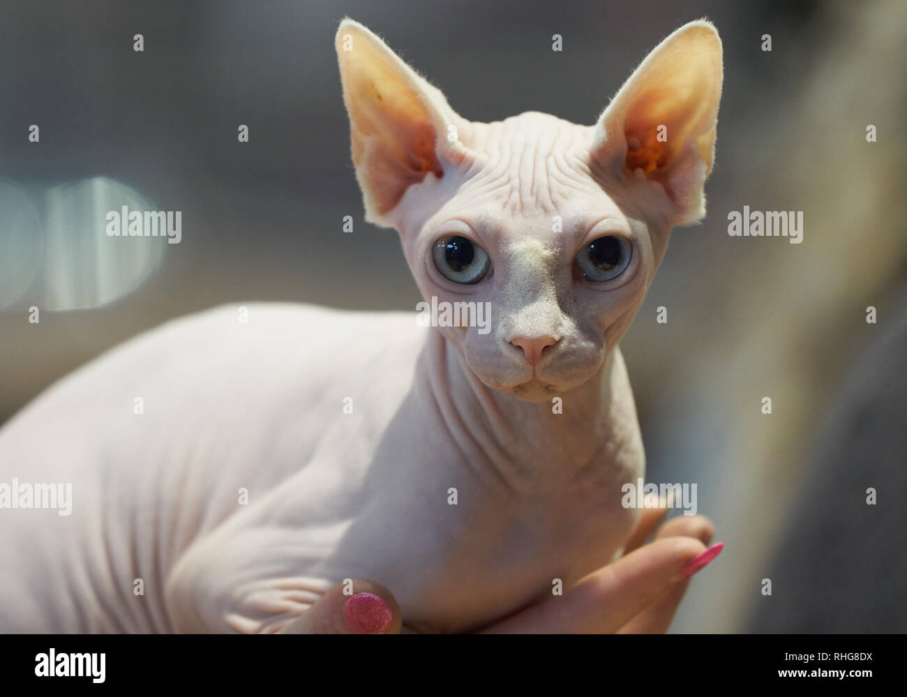 White hairless cat portrait Stock Photo - Alamy