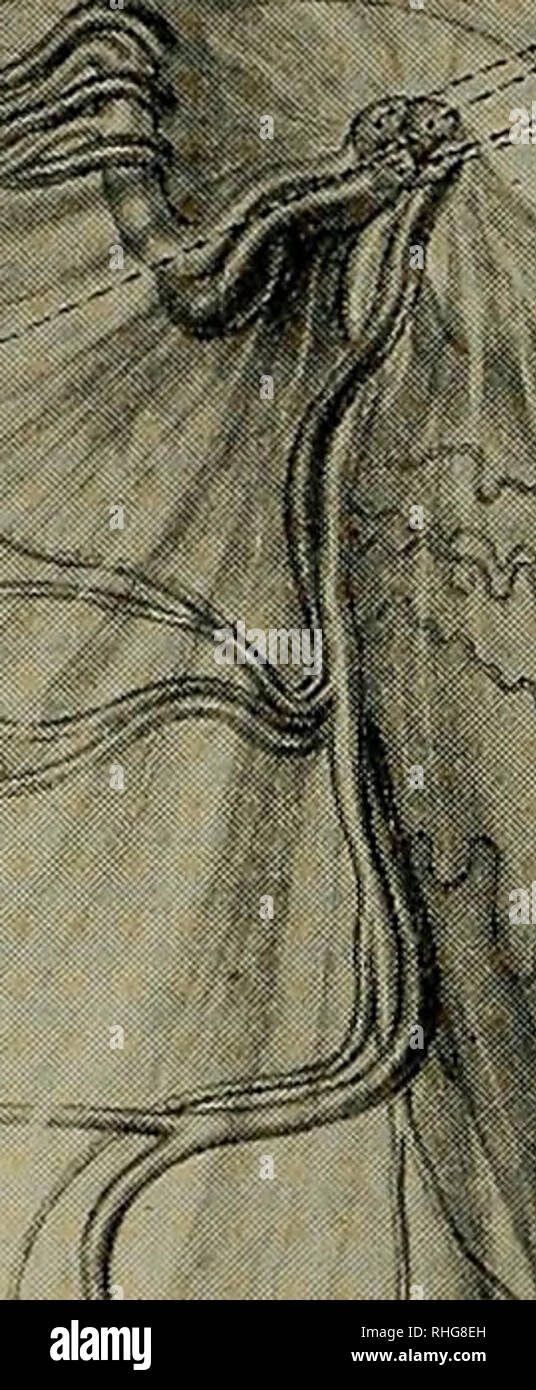 . The Biological bulletin. Biology; Zoology; Marine biology. Semi ...