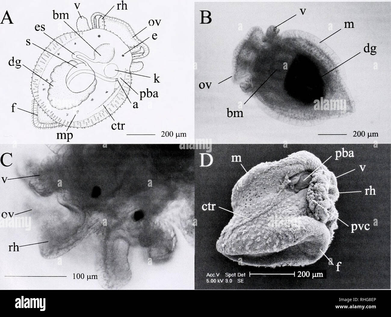 Prominent cephalic lobes hi-res stock photography and images - Alamy