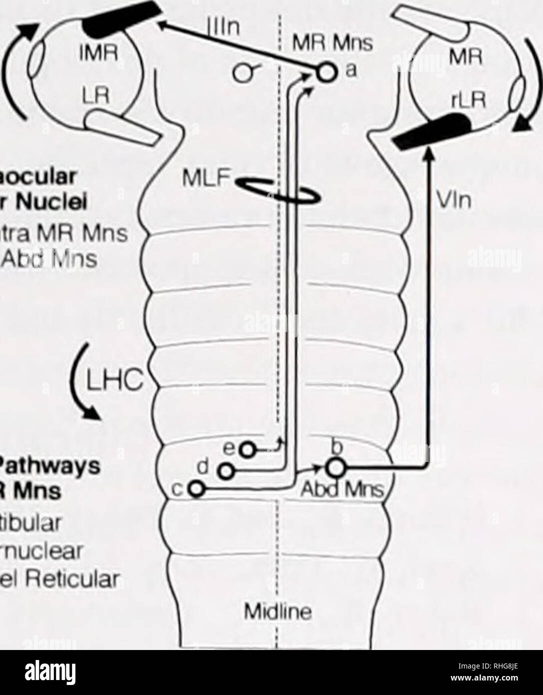 Medial rectus hi-res stock photography and images - Alamy