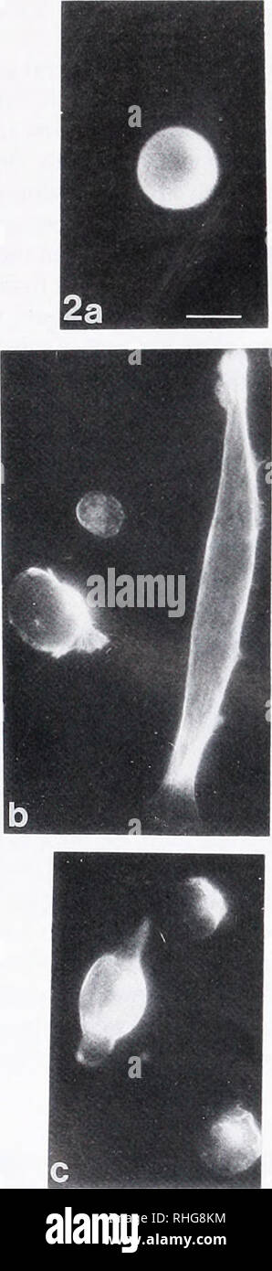 Phalloidin rhodamine hi-res stock photography and images - Alamy