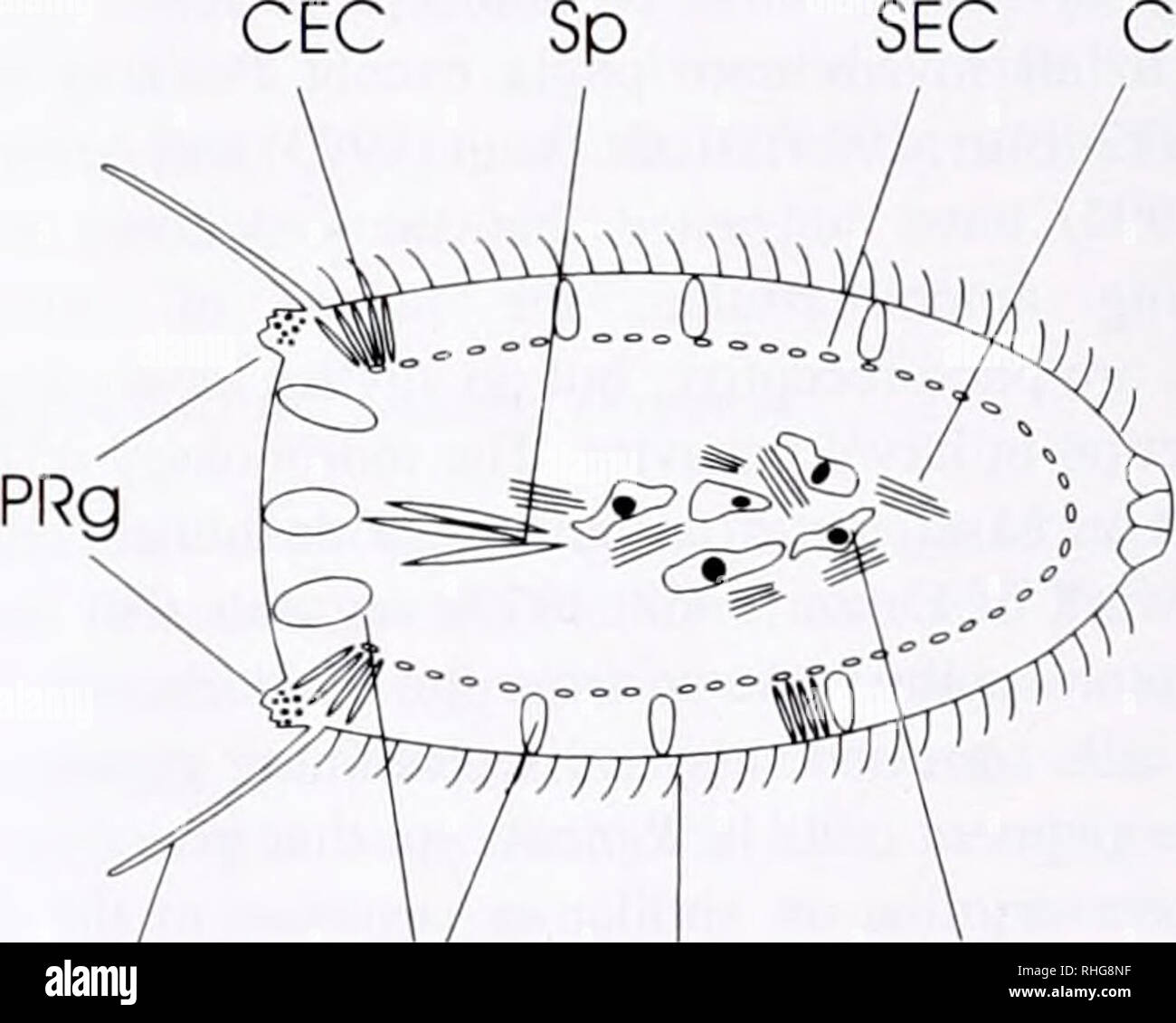 Side diagram of larvae hi-res stock photography and images - Alamy
