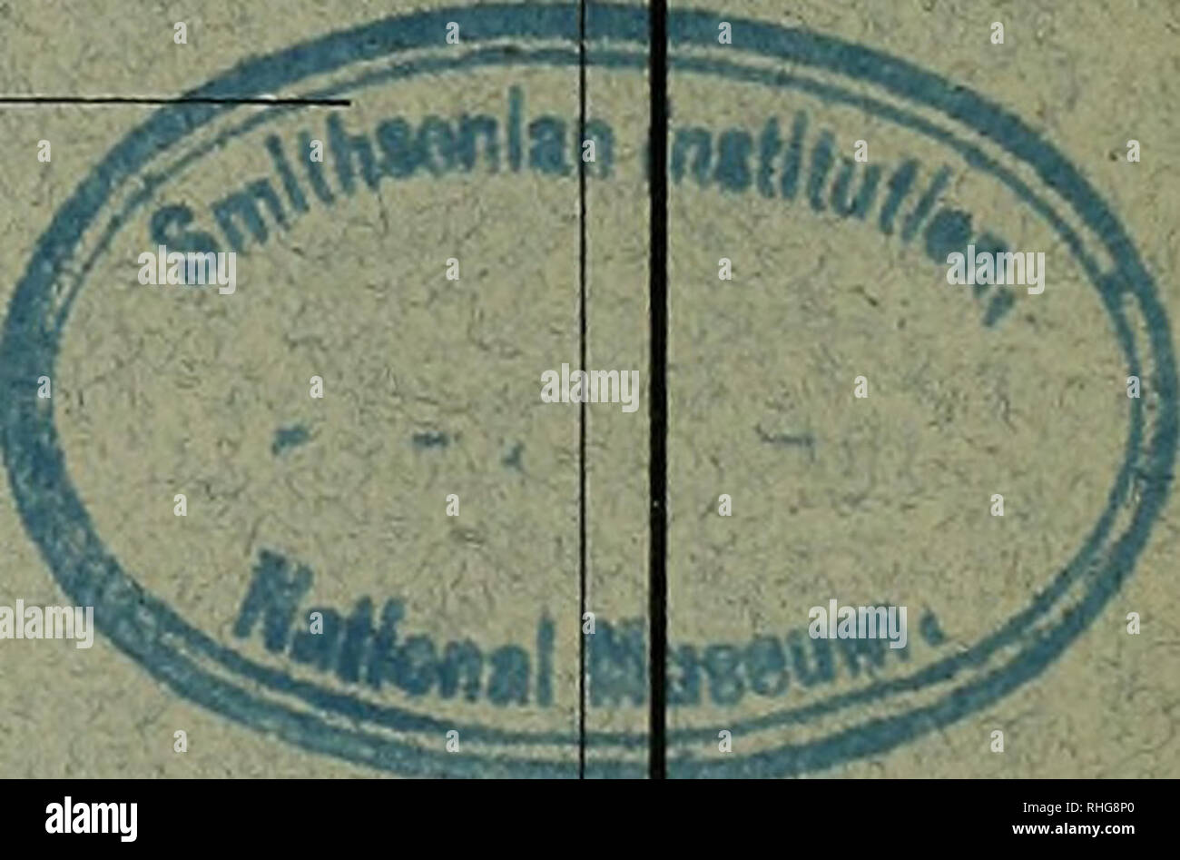 C sinuatus hi-res stock photography and images - Alamy