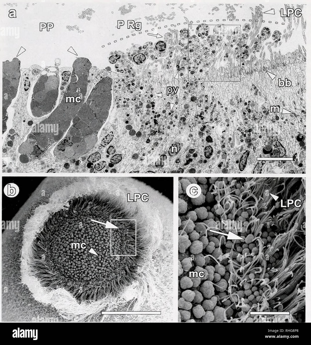 . The Biological bulletin. Biology; Zoology; Biology; Marine Biology ...